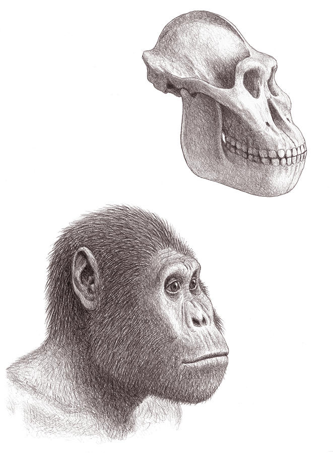 The Robust Australopithecines | Adam Alonzi
